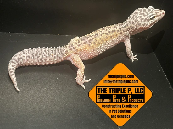 White & Yellow Mack Snow Eclipse Leopard Gecko by AMN Reptiles