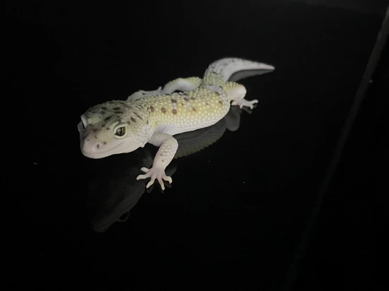 White & Yellow Mack Snow Leopard Gecko by AMN Reptiles