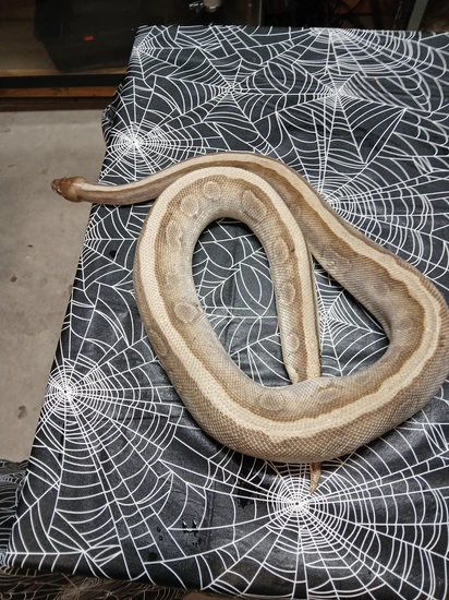 RTB Hidden Gem Woma Lucifer Enchi Ball Python by Mudge & Murphy Morph ...