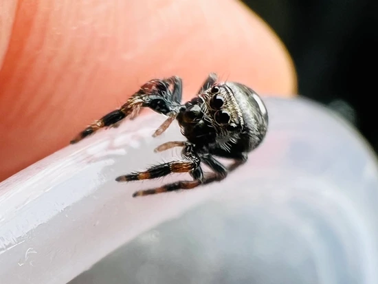 P. Regius (Regal Jumping Spider) Spiderlings GROUP OF 4 by Amy Keeps ...