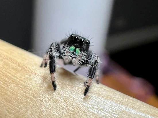Phidippus Regius (Presumed) Male Spiderling Jumping Spider by Amy Keeps ...
