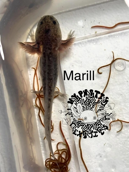 “Marill” 3in Axanthic Axolotl by Hypnotic Exotics