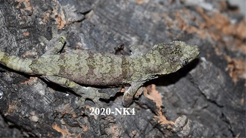 PI Green W/ Red Chahoua Gecko by Gray Sky Exotics