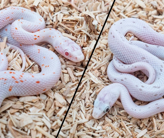 Palmettos Corn Snake by Andreas Probst