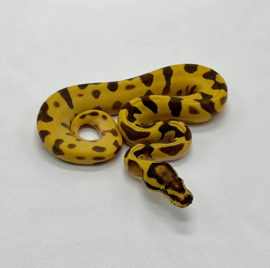 Orange Dream Enchi Yellow Belly Fire Ball Python by Avian Behavior ...