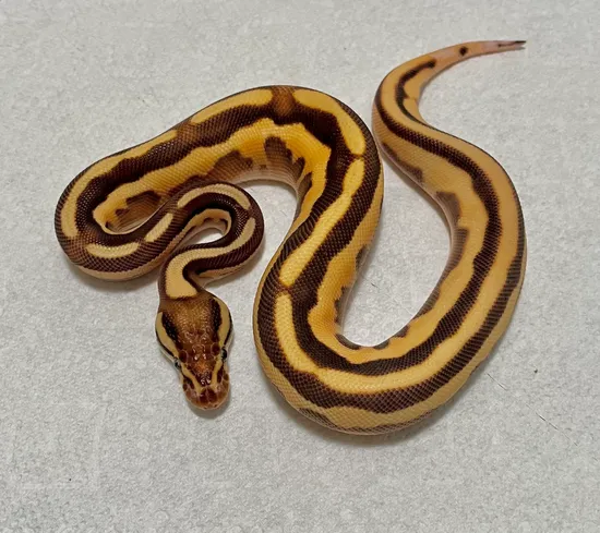 Orange Dream Leopard Fire Yellow Belly Poss Enchi Ball Python by Avian ...