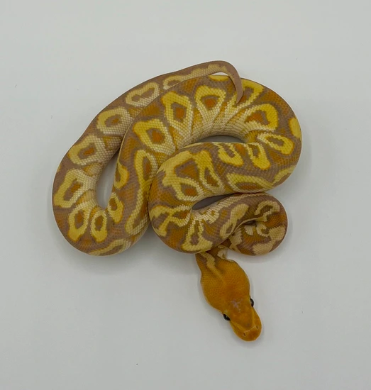 Cypress Black Pastel Banana Calico Clown Poss YB Ball Python by Avian ...
