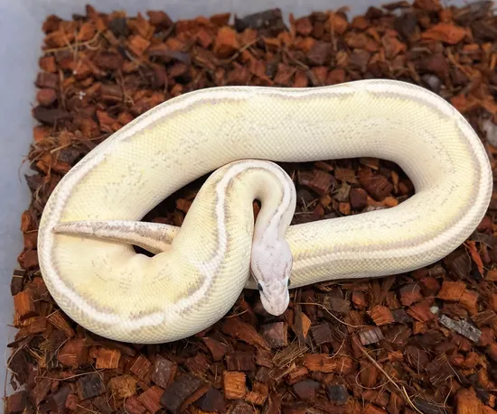 Pastel Puma Ball Python by Jabreptiles