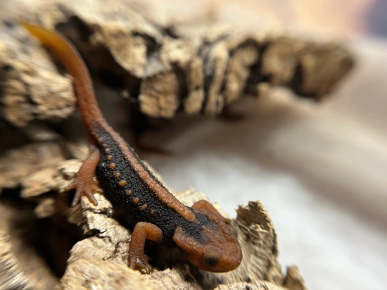 Emperor Newt (Tylototriton Shanjing) by Firebelly Aquatics