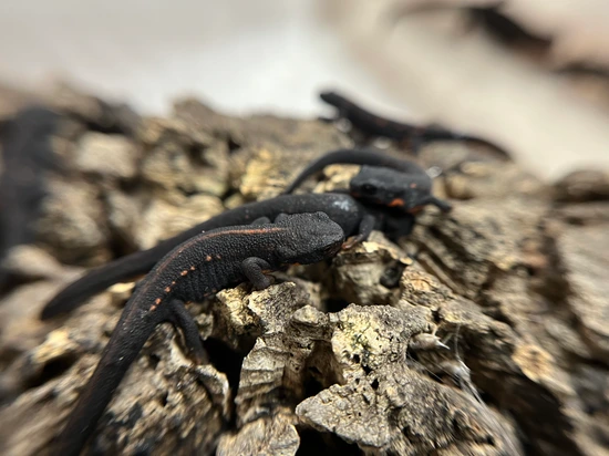 Gold-dust Fire-bellied Newts (Cynops Ensicauda Popei) by Firebelly Aquatics