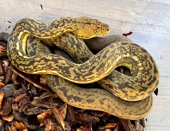 Timor Python by Andrew’s WildFL