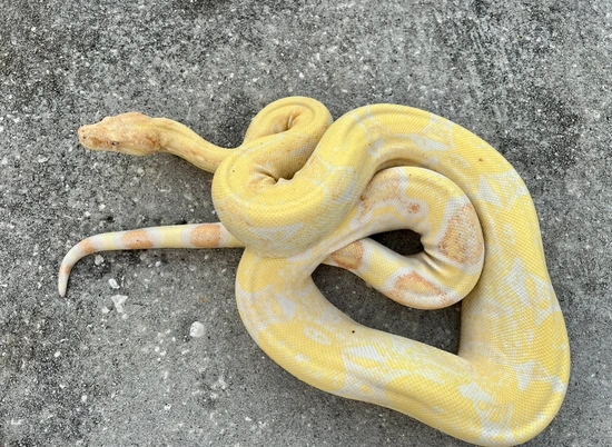 RTB Albino Boa Constrictor by Andrew’s WildFL