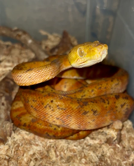 Beautiful Red/Orange ATB Amazon Tree Boa by Andrew’s WildFL