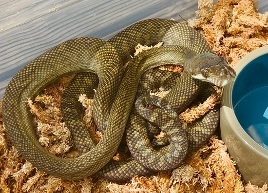 Moluccan Python More Python by Andrew’s WildFL
