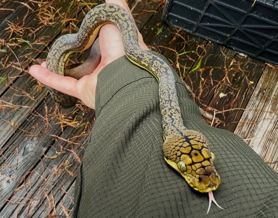 Timor Python by Andrew’s WildFL