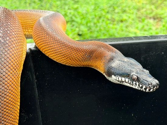 Pair Of Northern White-Lipped Pythons by Andrew’s WildFL