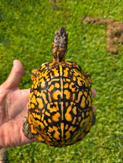 High Yellow Eastern Box Turtle by Dragon Uros