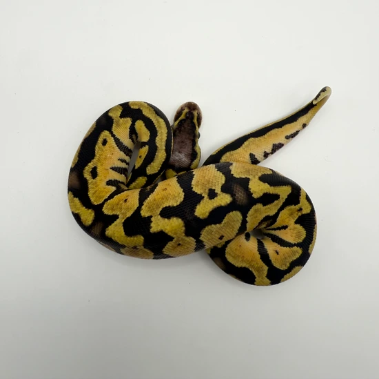 Pastel Dh Dg Clown Ball Python by A&G ball pythons