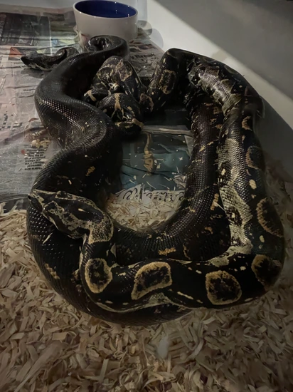 Russo Line Boa Longicauda ( Dam Black Widow Snake) Peruvian Long-Tailed ...