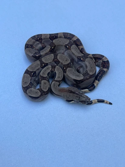 Panamanian Dwarf Locality Boas Ready To Go ! They Stay Small Boa ...