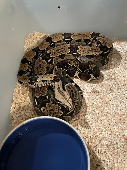 True Lloyd Lemke North Brazilian Red Tail Boa BCC ( Breeder Male) True ...