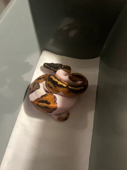 Untitled Ball Python by Cuddle Time Critters
