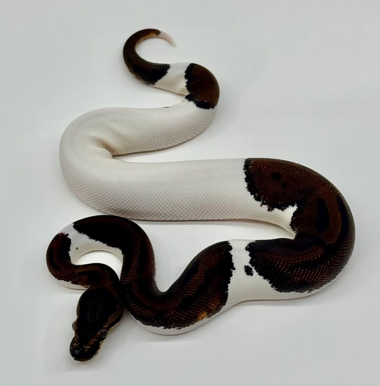 Confusion Pied Ball Python by Angel Carro Reptiles