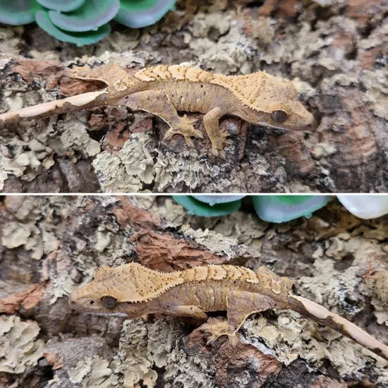 Yellow Harlequin Crested Gecko by Angeli's Exotics