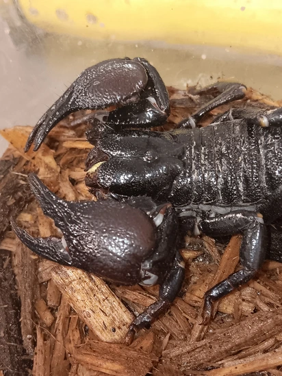 Emperor/Red Claw Scorpion by Animabilia-Inc
