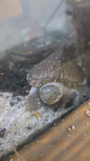 Razorback Musk Turtle Mud & Musk Turtles by Animabilia-Inc