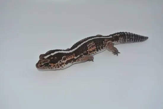 Normal Tang Striped Het Amelanistic African Fat-Tailed Gecko by DVM Geckos.