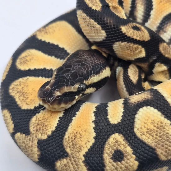 Pastel OD Confusion Het Pied Ball Python by Paper Street Pythons