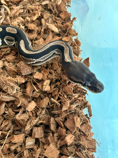 Cinnamon Ball Python by Good Lord Reptiles