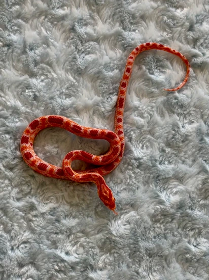 Sunrise Red Factor Female Corn Snake by Good Lord Reptiles