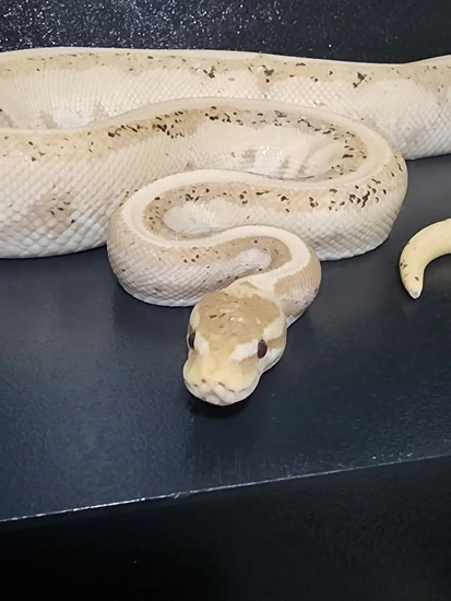 Banana Genetic Stripe Ball Python by AnR Morphs