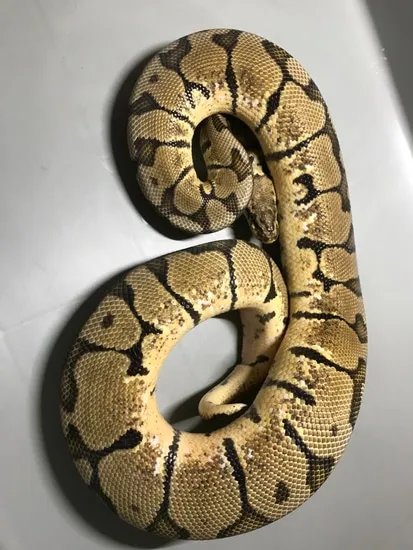 Woma Pastel Ball Morph Breeder Ball Python by Anthony Wrenn Reptiles