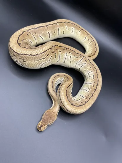 SALE- Adult Pinstripe Desert Ball Python by Anthony Wrenn Reptiles