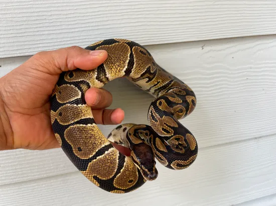 Normal Ball Python by Anthony Wrenn Reptiles