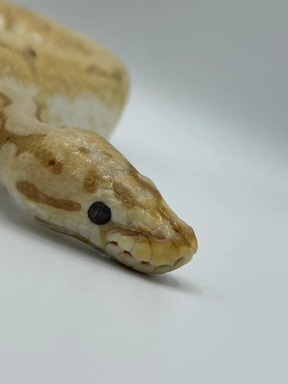 Sale!-- Adult- Fire Coral Glow Bee Ball Python by Anthony Wrenn Reptiles