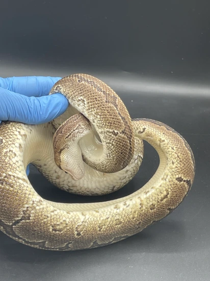 Sale -Ready To Breed Yellow Belly Pinstripe Ball Python by Anthony ...