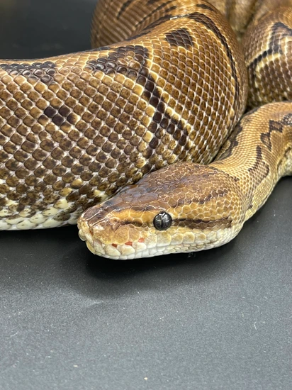 Ready To Breed: Pinstripe Yellow Belly Female Ball Python by Anthony ...