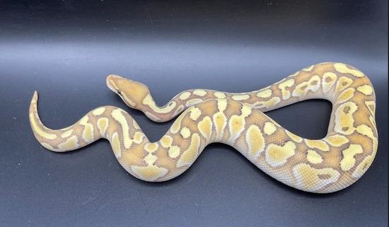 Sale-Ready To Breed Fire Butter Ball Python by Anthony Wrenn Reptiles
