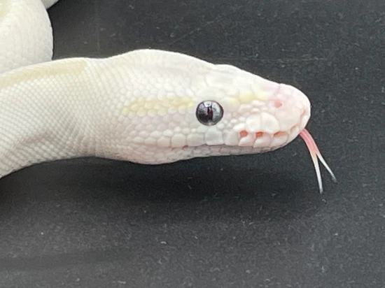 Sale- BEL- Blue Eyes WHITE Snake Ball Python by Anthony Wrenn Reptiles