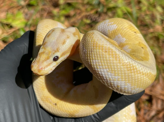 Clearance- Coral Glow Killer Bee Ball Python by Anthony Wrenn Reptiles