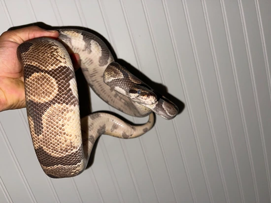 Clearance- Enchi Adult Male Ball Python by Anthony Wrenn Reptiles