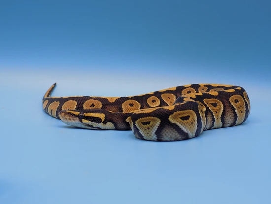 Ready To Breed: Adult Mystic Ball Python by Anthony Wrenn Reptiles