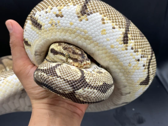 Fantastic Egg Layer! Ball Python by Anthony Wrenn Reptiles