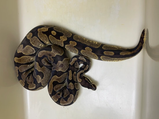 Breeder: Enchi Adult FEMale Ball Python by Anthony Wrenn Reptiles