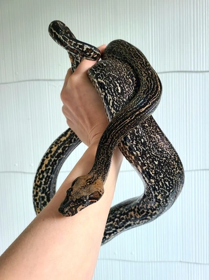 Ready To Breed Sonoran Leopard Boa Constrictor by Anthony Wrenn Reptiles