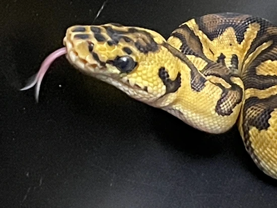 Clearance - Pastel Clown Ball Python by Anthony Wrenn Reptiles